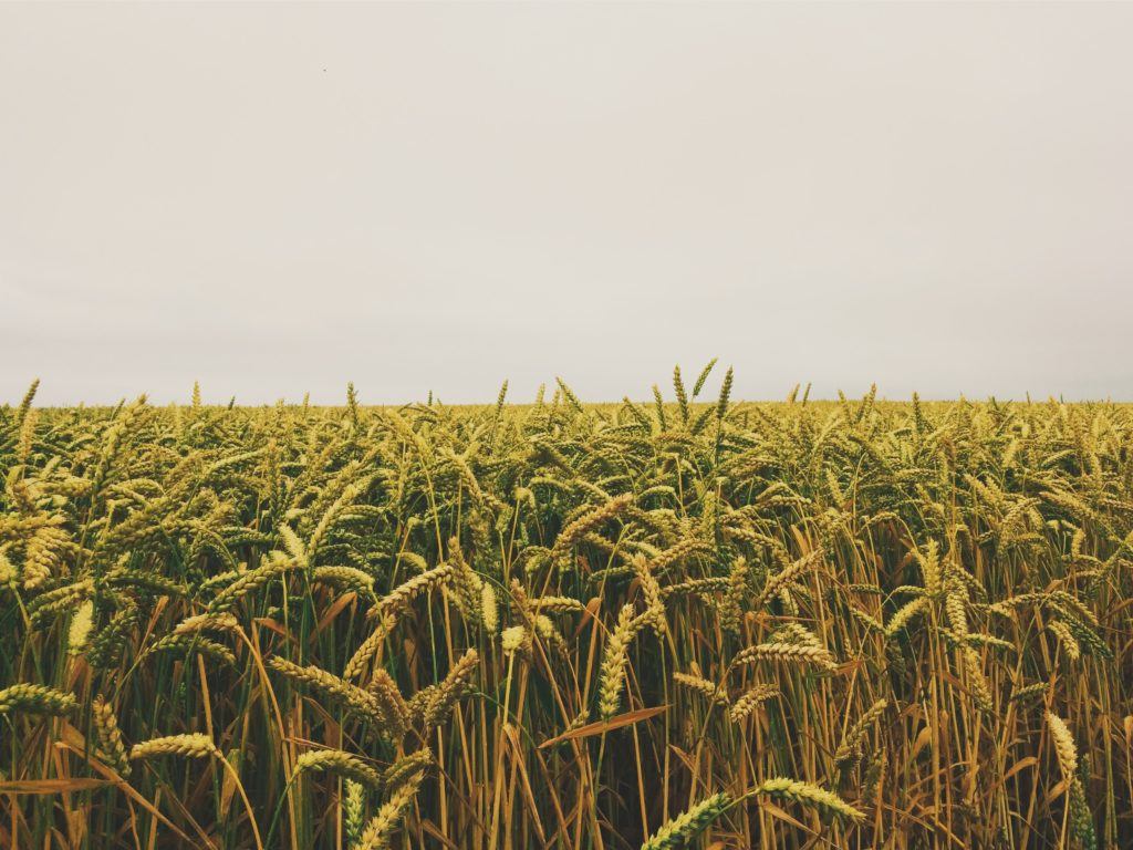 Ontario and federal governments contribute $4.4 million to small agri ...