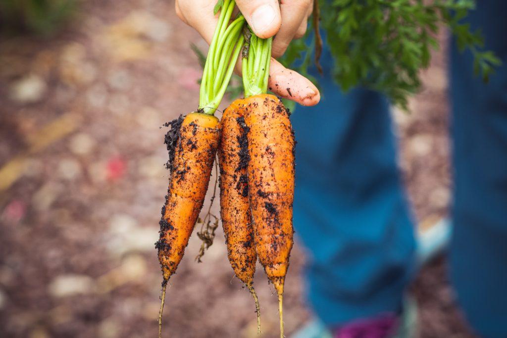 Grow a row for the Hawkesbury food bank