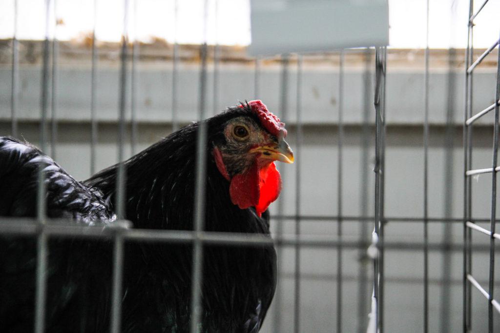 Chickens permitted at Brownsburg-Chatham residences
