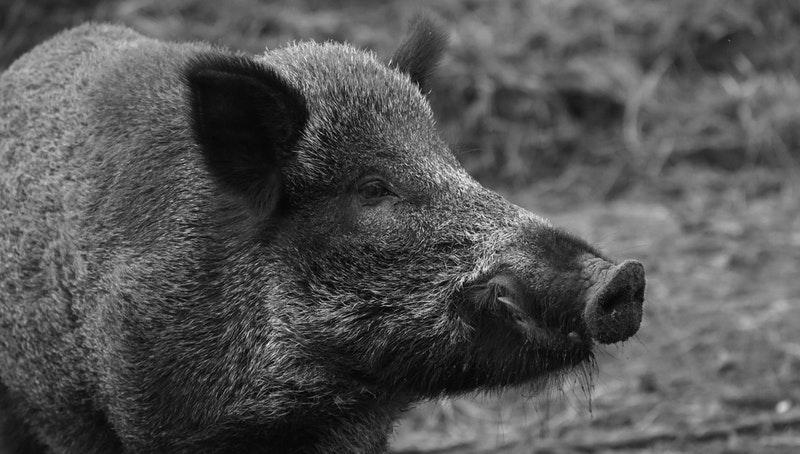 Understanding wild pigs in Ontario - The Review Newspaper