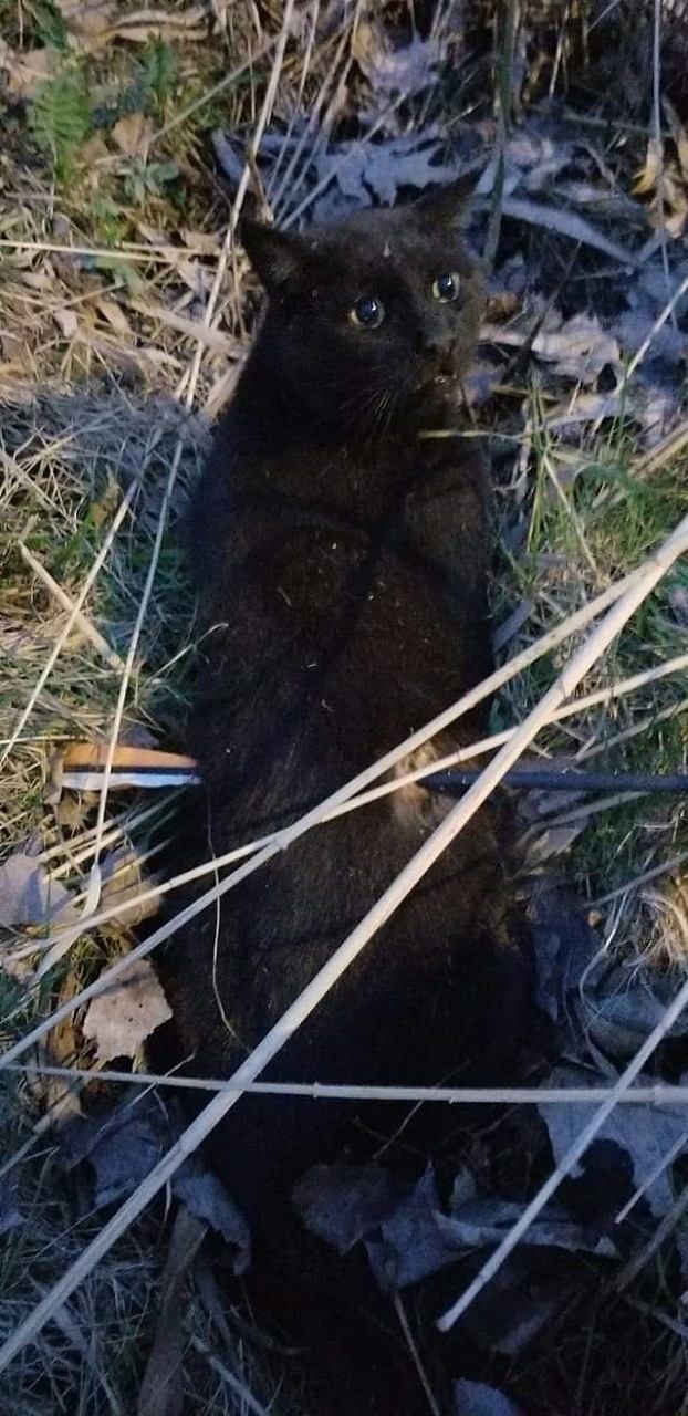 Cat rescuer wants to find person responsible for shooting arrow through ...