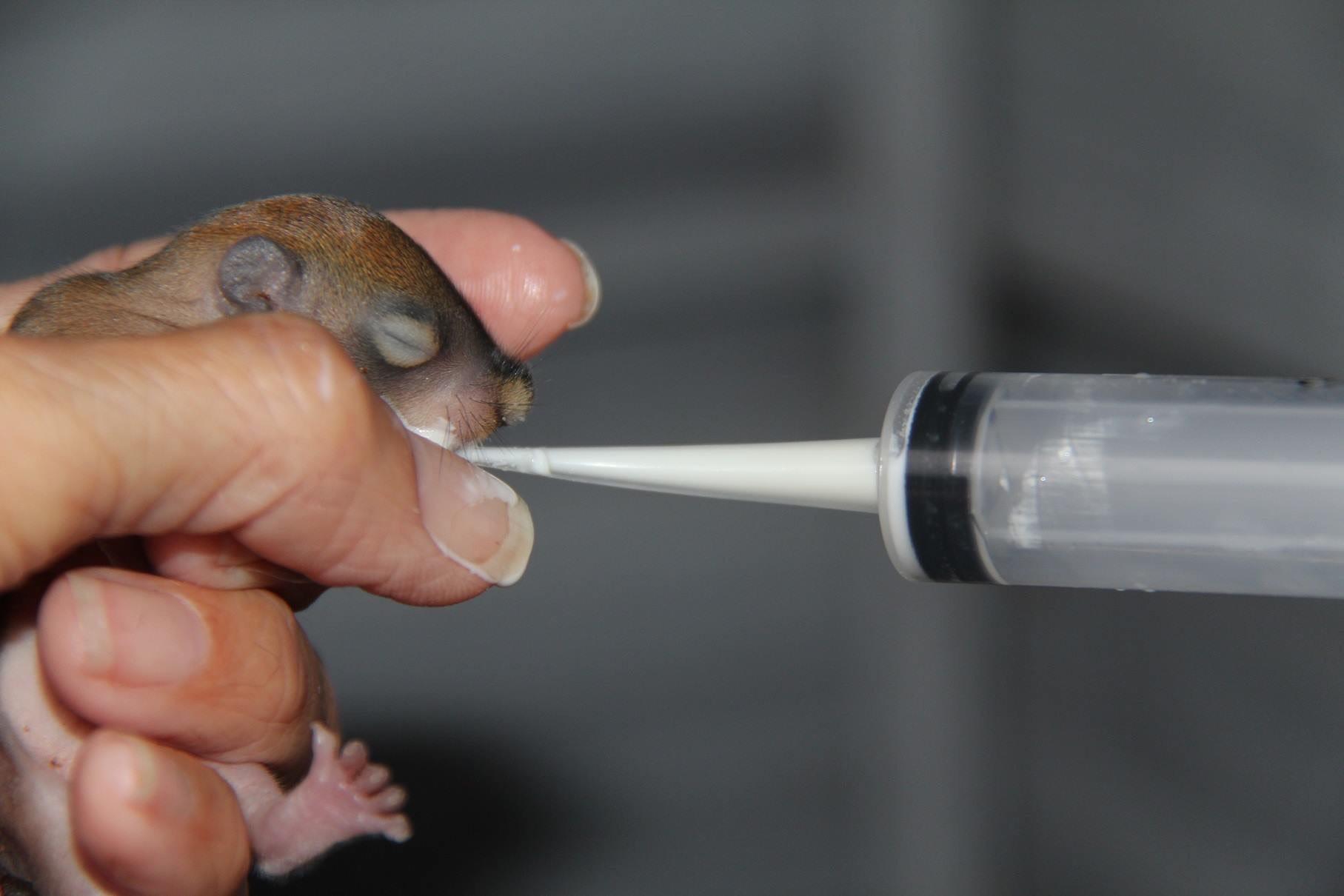 Dental hygienist’s seven-year friendship with tiny red squirrel ...