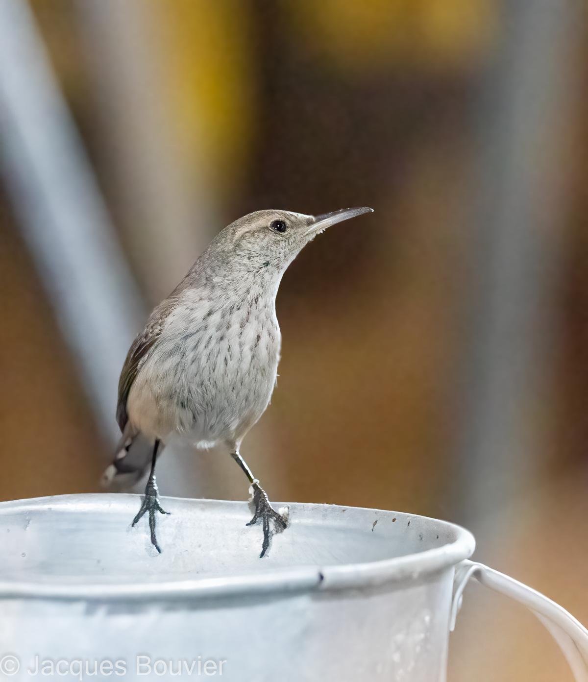 2021 Birds Ontario Atlas count underway by Vankleek Hill and District ...