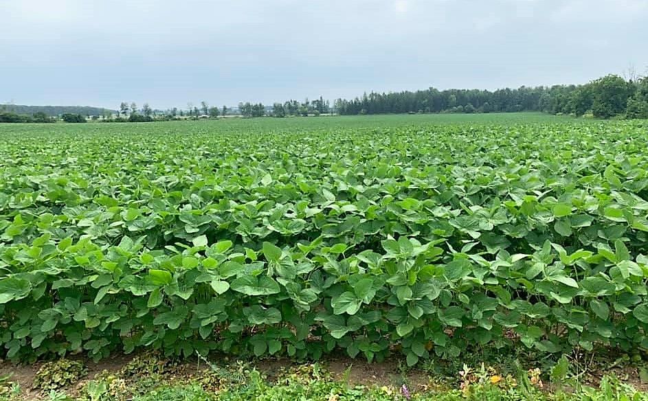 Eastern Ontario crops recovering after drought-like conditions followed ...