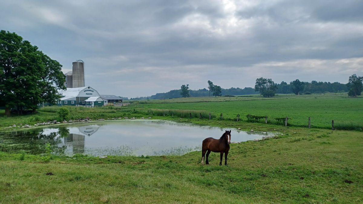 History and change at Cassbrae Farms