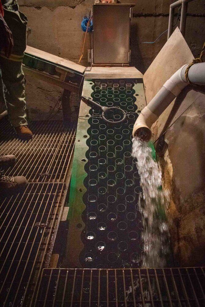 Conservation group wants eel ladder at Carillon dam - The Review Newspaper