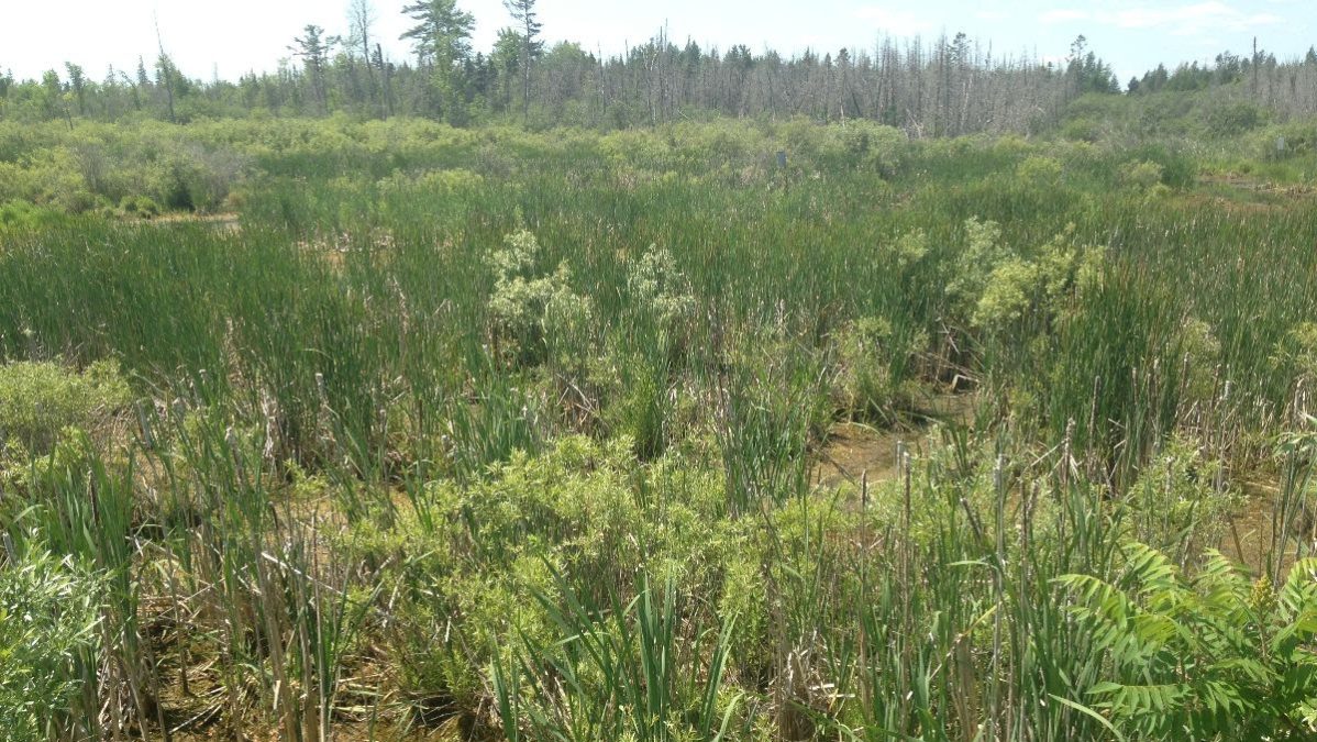 Eastern Ontario conservation authorities seek public input on ...