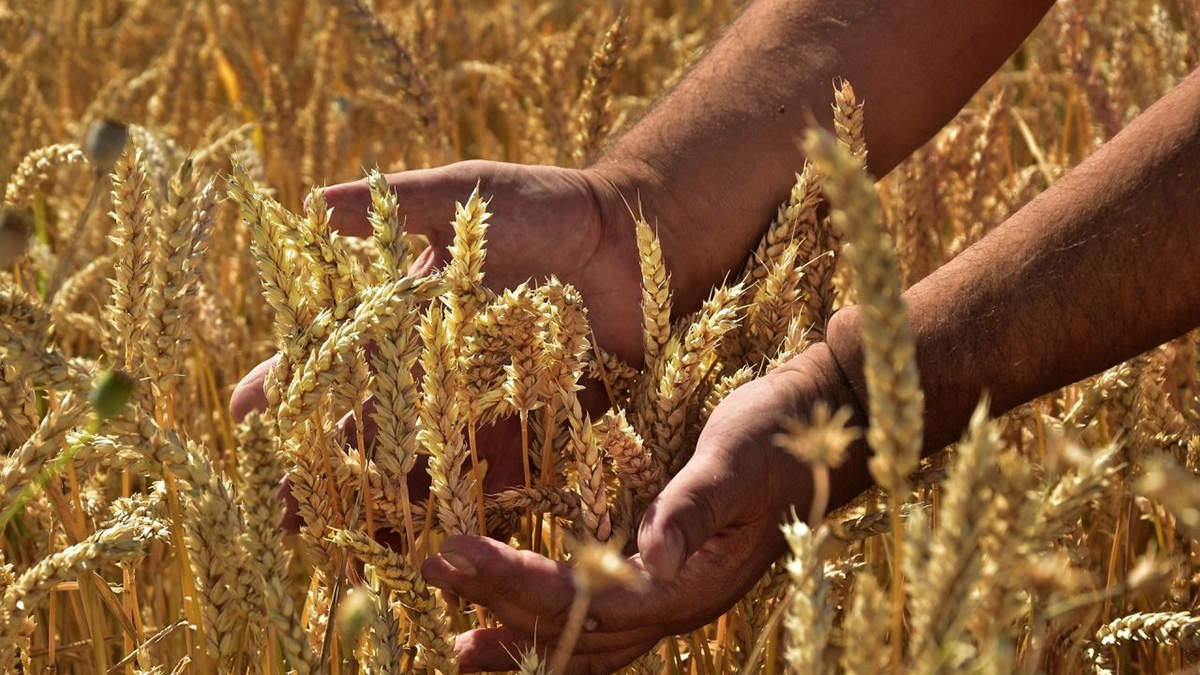 Grain Farmers of Ontario Grains Innovation Fund open for applications ...
